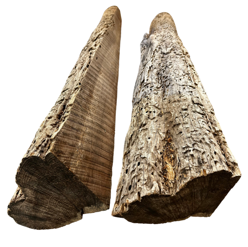 Wormy Walnut Log Segment, Aged Wood, Quarter Log – Out Of The Box